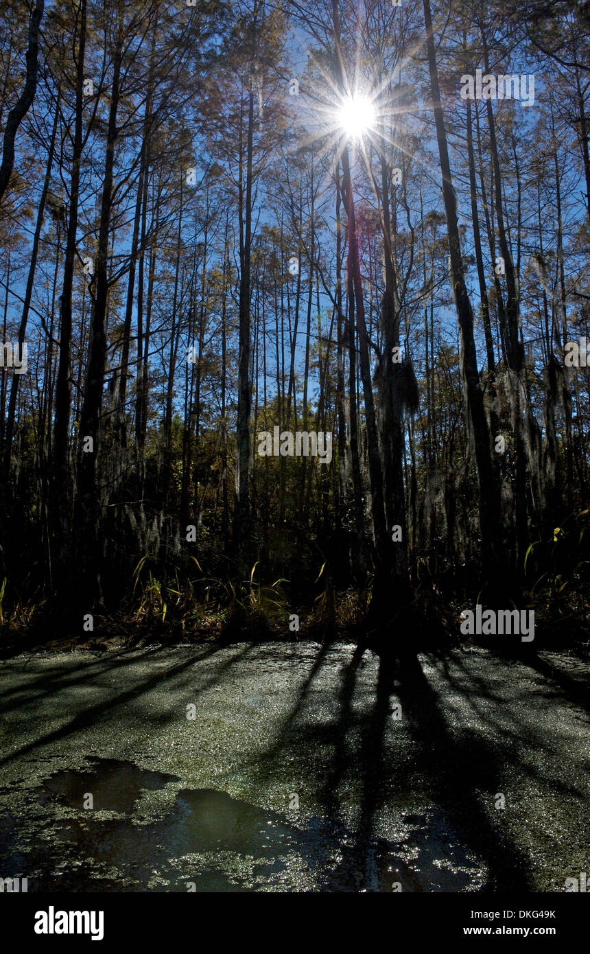 Sun and shadows on swamp near New Orleans, Louisiana, USA Stock Photo ...