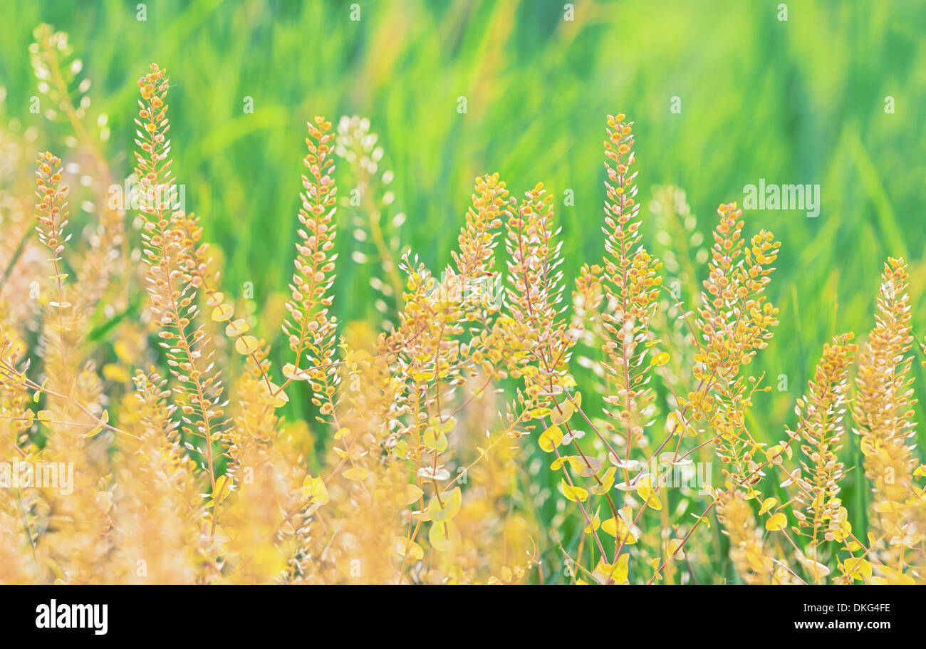 Beautiful field grass sunset hi-res stock photography and images - Alamy
