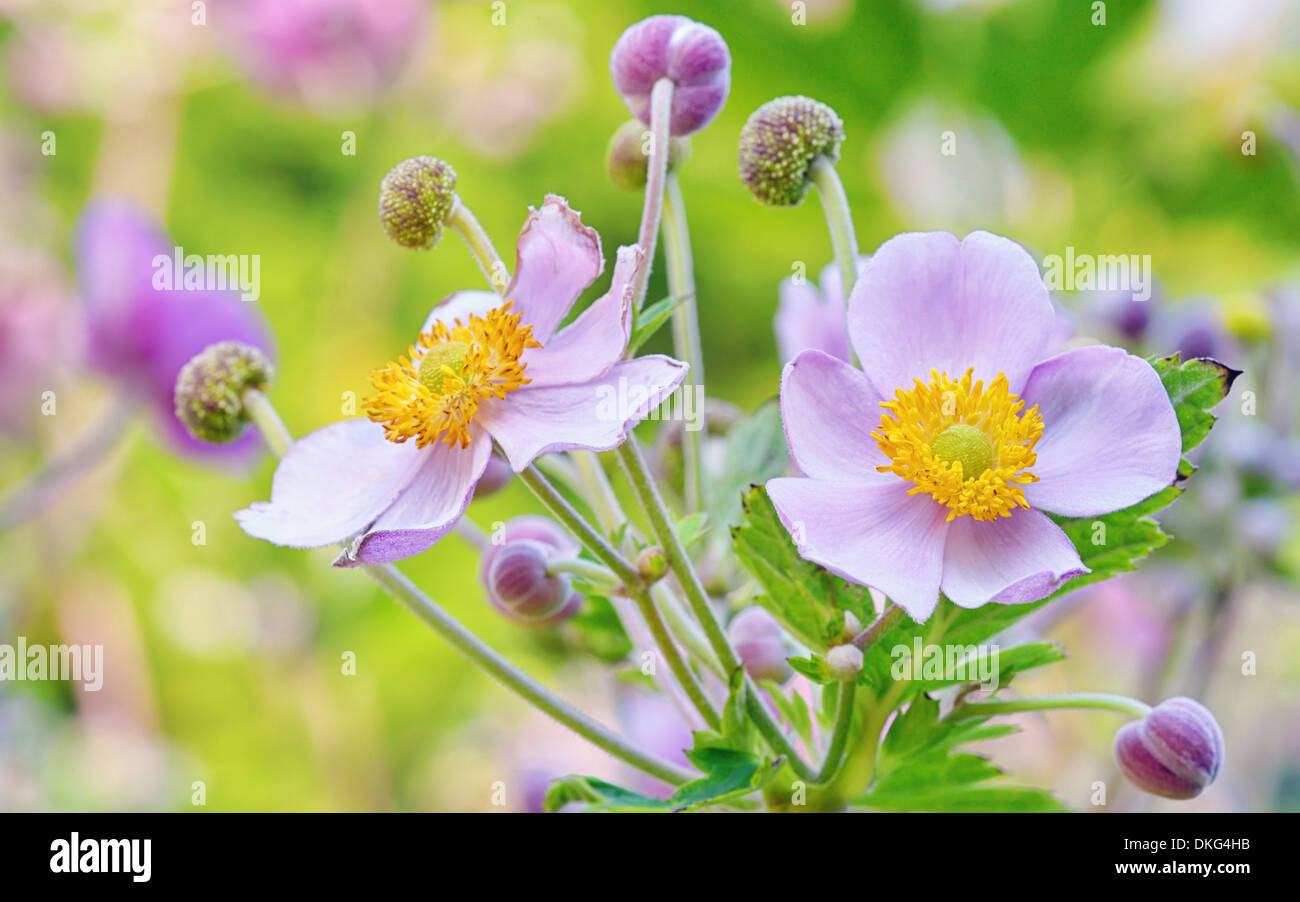 Lila Flowers High Resolution Stock Photography and Images - Alamy