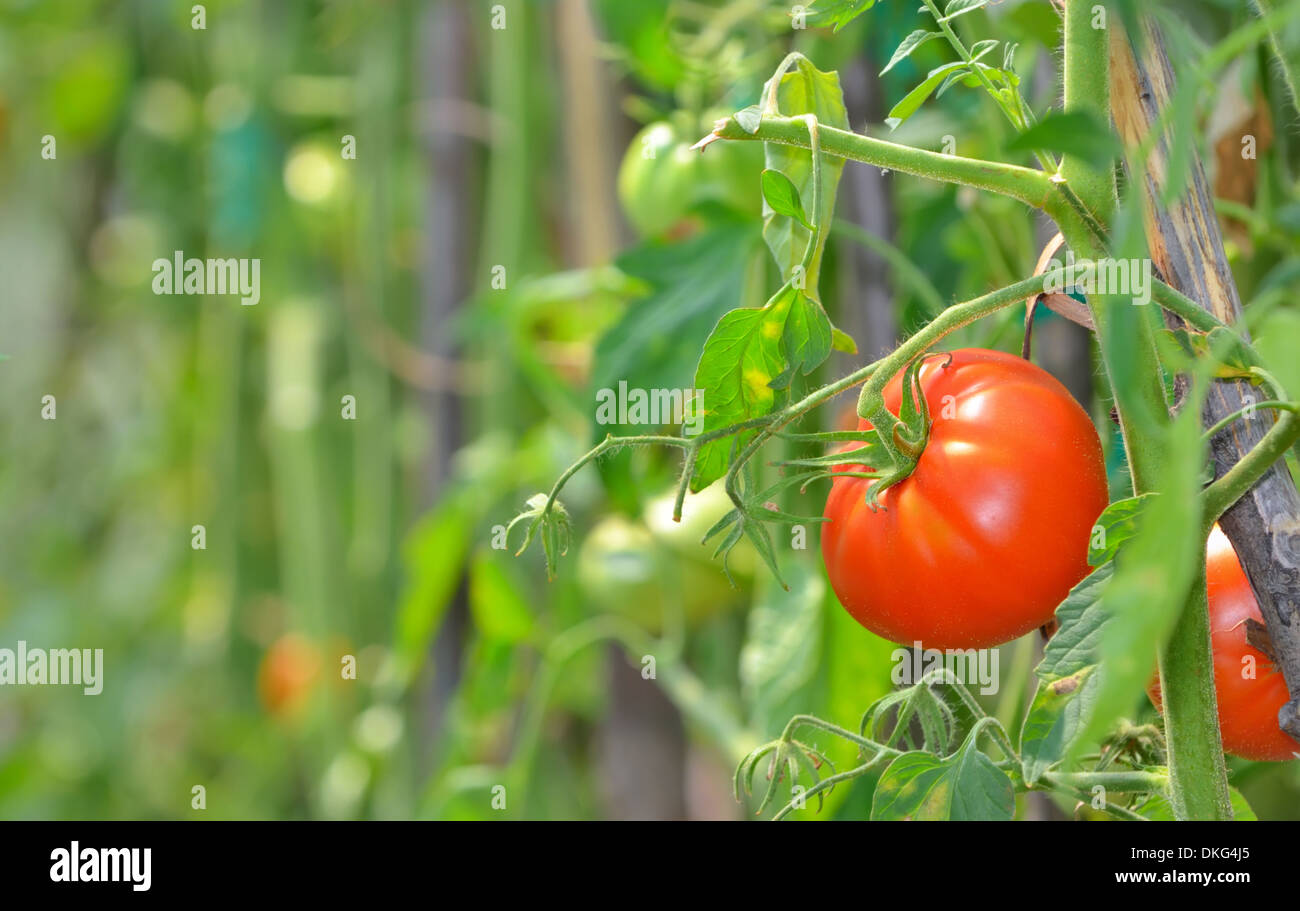 Ready to pick tomato hi-res stock photography and images - Alamy