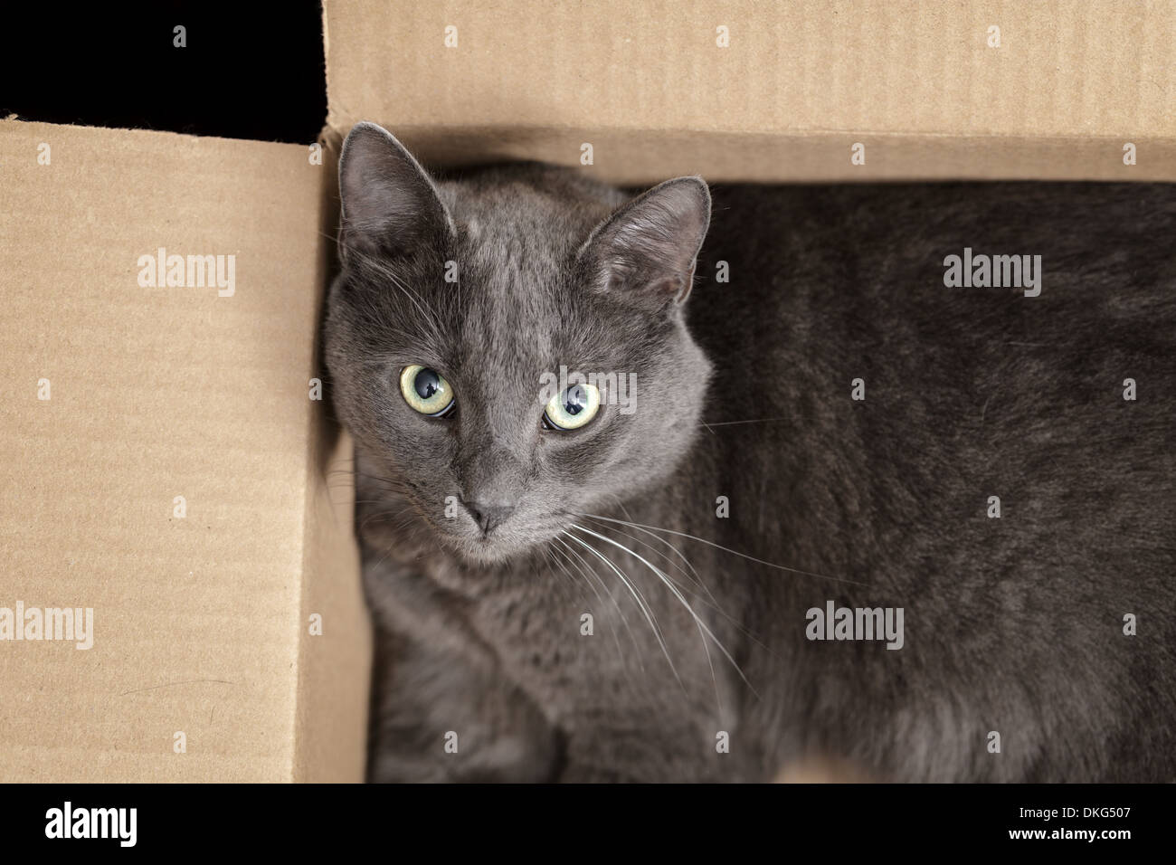 british shorthair cat in the box, pretty looking Stock Photo - Alamy