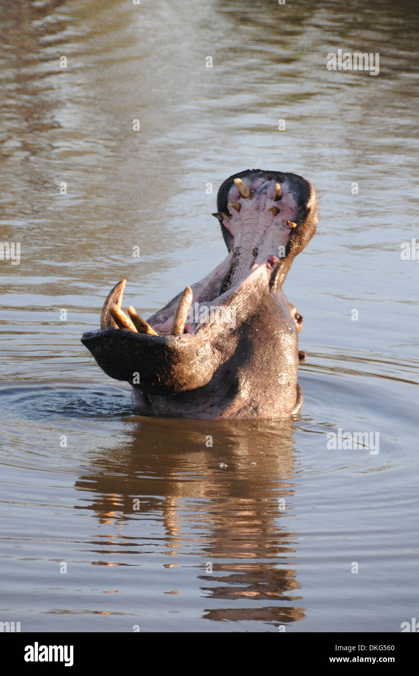 Yawning hippo hippopotamus amphibius sabi sand game reserve hi-res ...