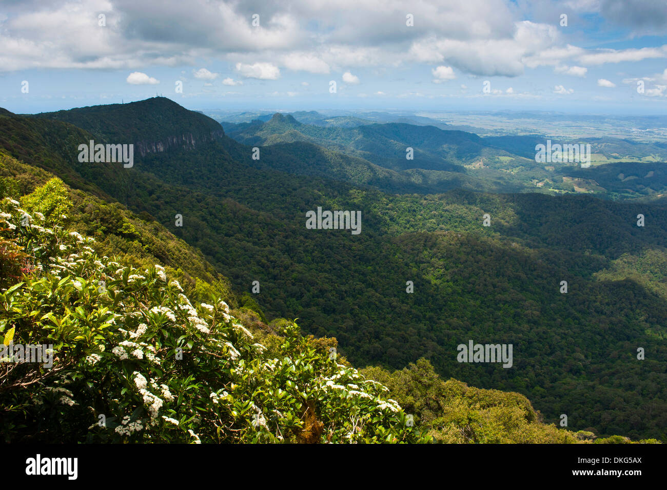 Springbrook national park hi-res stock photography and images - Alamy