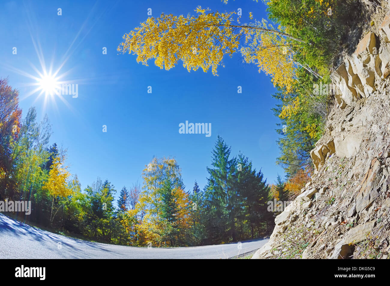 Colors in forest hi-res stock photography and images - Alamy