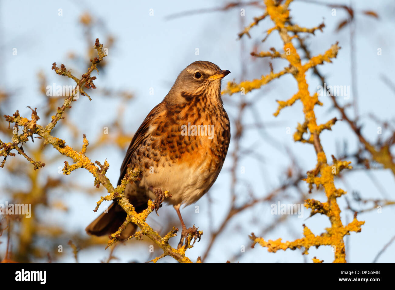 Fieldfare turdus pilaris hi-res stock photography and images - Alamy