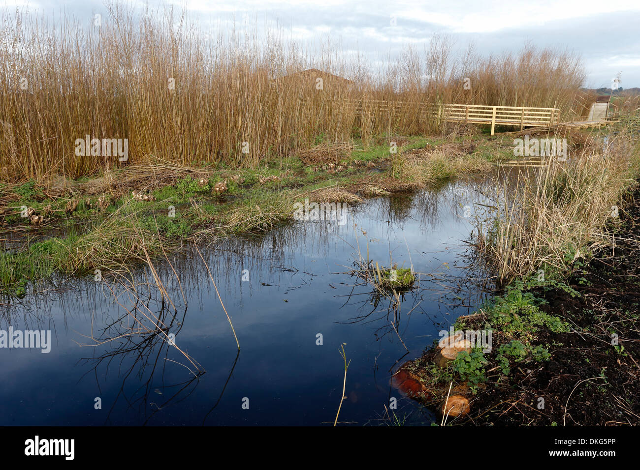 Greylake RSPB Reserve, Somerset, November 2013 Stock Photo - Alamy