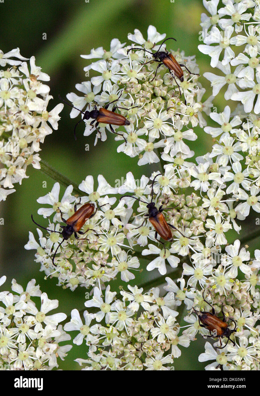 Longhorn Beetles, Pseudovadonia livida, Lepturinae, Cerambycidae Stock ...