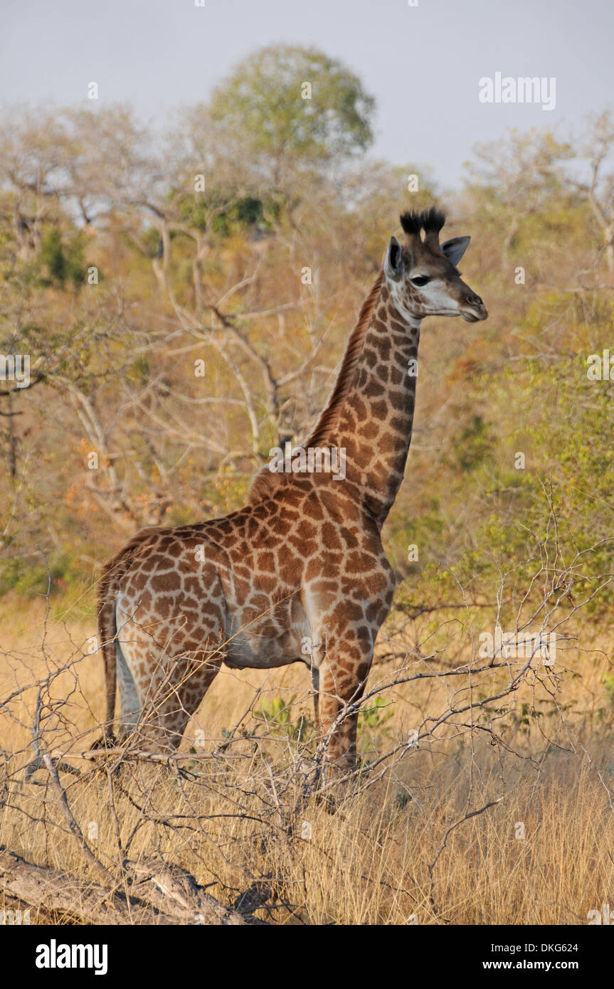Giraffe calf hi-res stock photography and images - Alamy