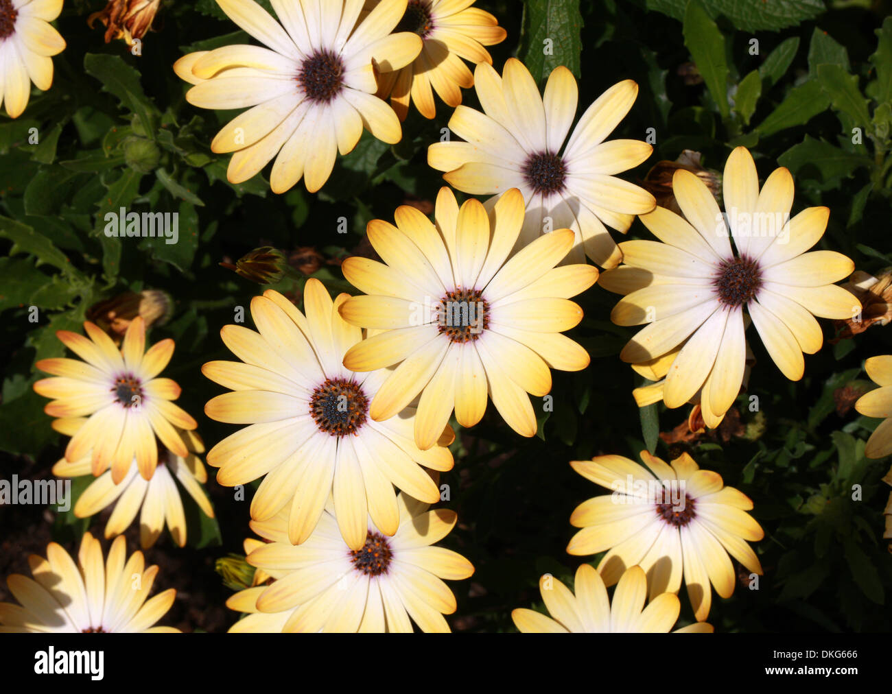 African or Cape Daisy, Osteospermum "Sunny Amanda", Asteraceae. Cape ...