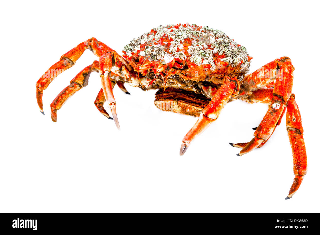 Boiled spider crab hi-res stock photography and images - Alamy