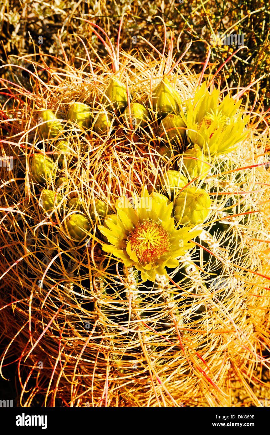 California barrel cactus, Ferocactus cylindraceus, Anza-Borrego Desert ...