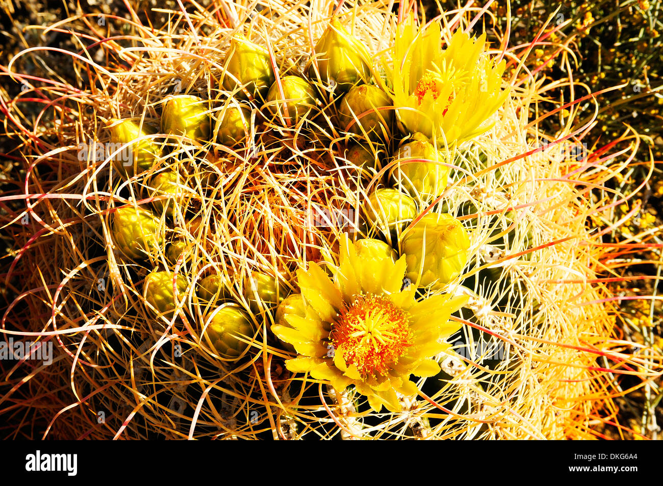 California barrel cactus, Ferocactus cylindraceus, Anza-Borrego Desert ...