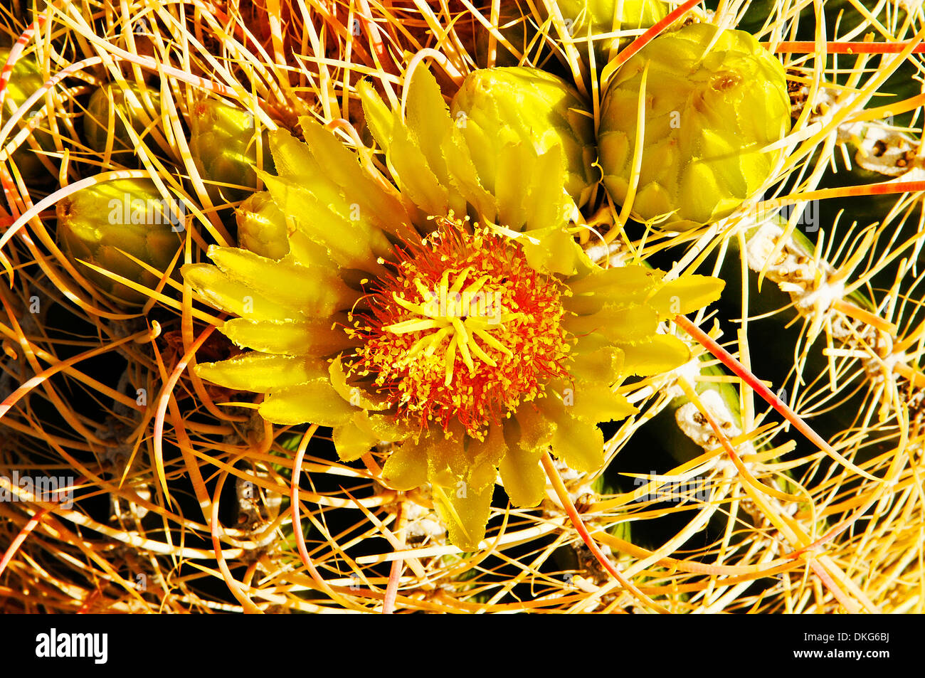 California barrel cactus, Ferocactus cylindraceus, Anza-Borrego Desert ...