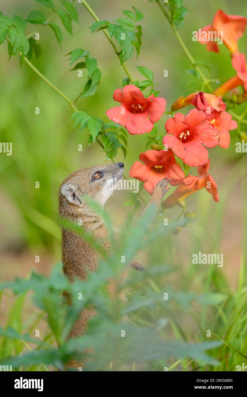 Mongoose profile hi-res stock photography and images - Alamy