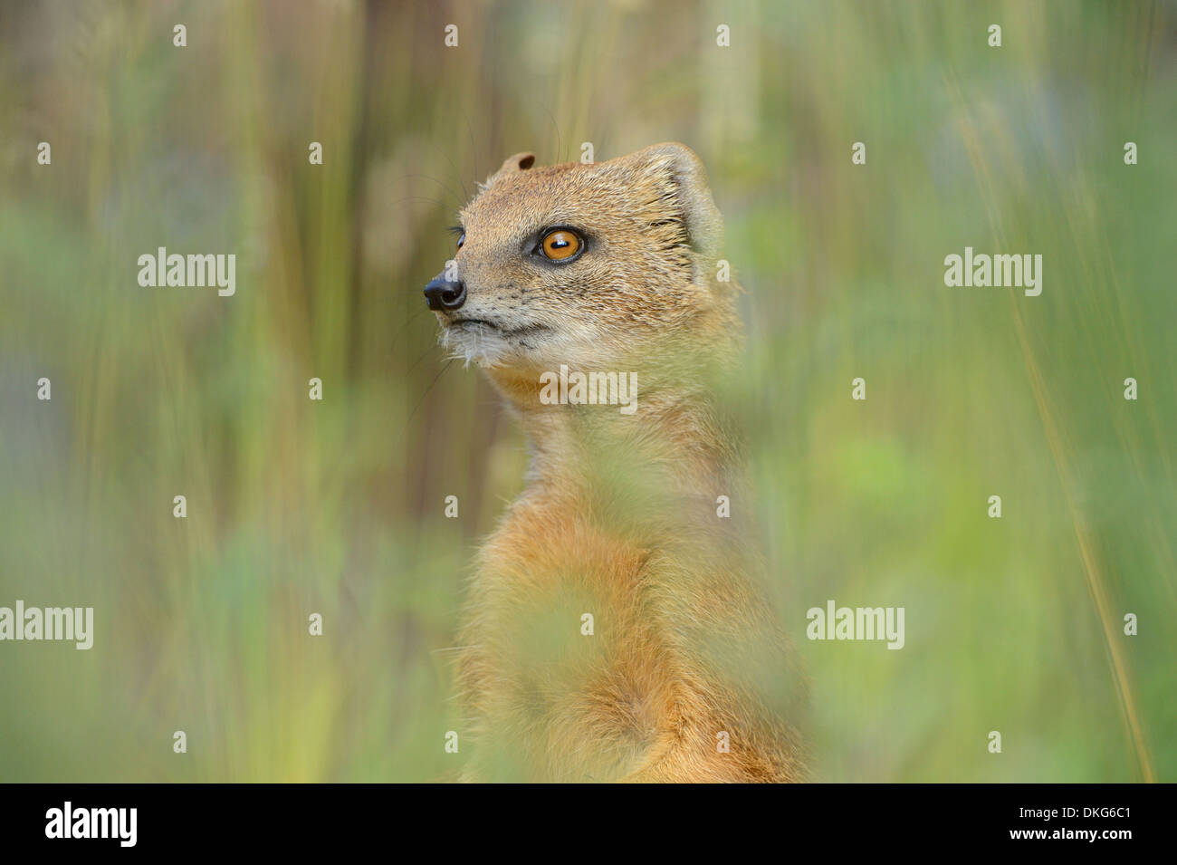 Bavaria ge hi-res stock photography and images - Alamy