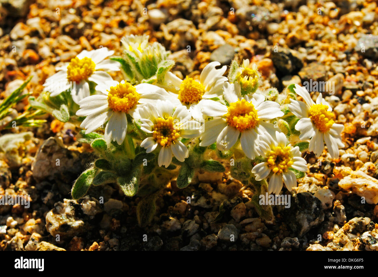 white woolly daisy, eriophyllum lanosum Stock Photo - Alamy
