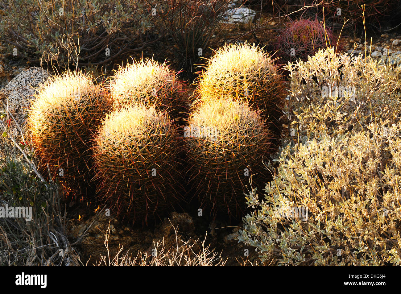 california barrel cacti (ferocactus cylindraceus), plum canyon, anza ...