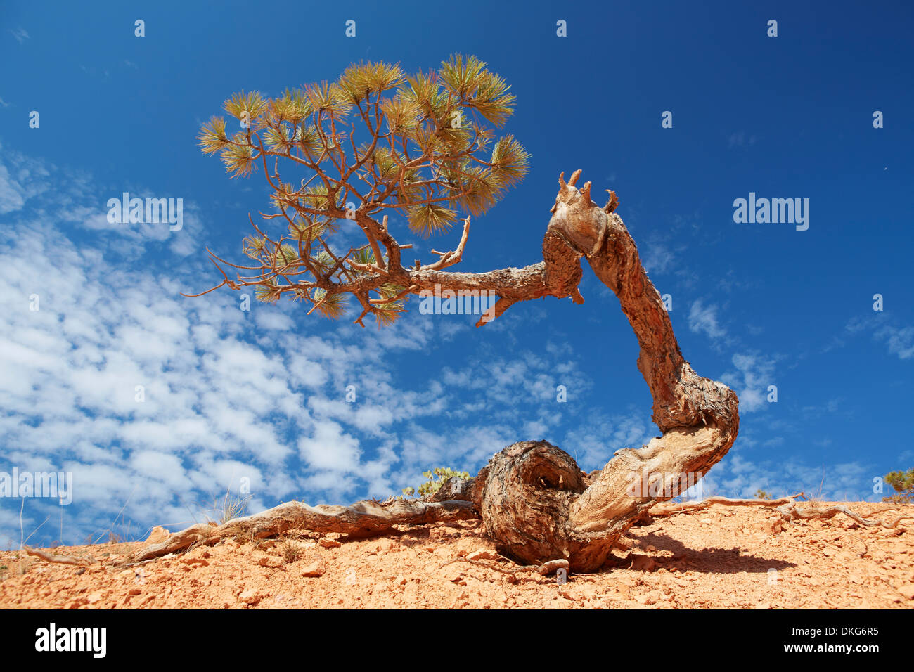 Twisted pine tree, Bryce Canyon National Park, Utah, USA Stock Photo ...