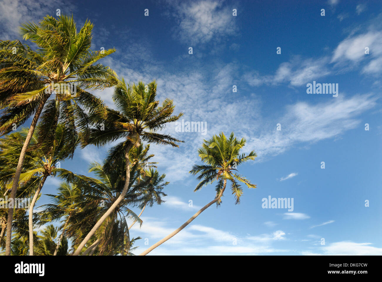 Brazil. Bahia, Praia do Forte. Palm trees at the Projeto Tamar Stock ...