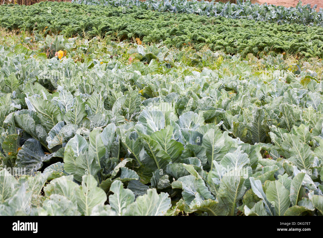 Crops growing on farm Stock Photo - Alamy