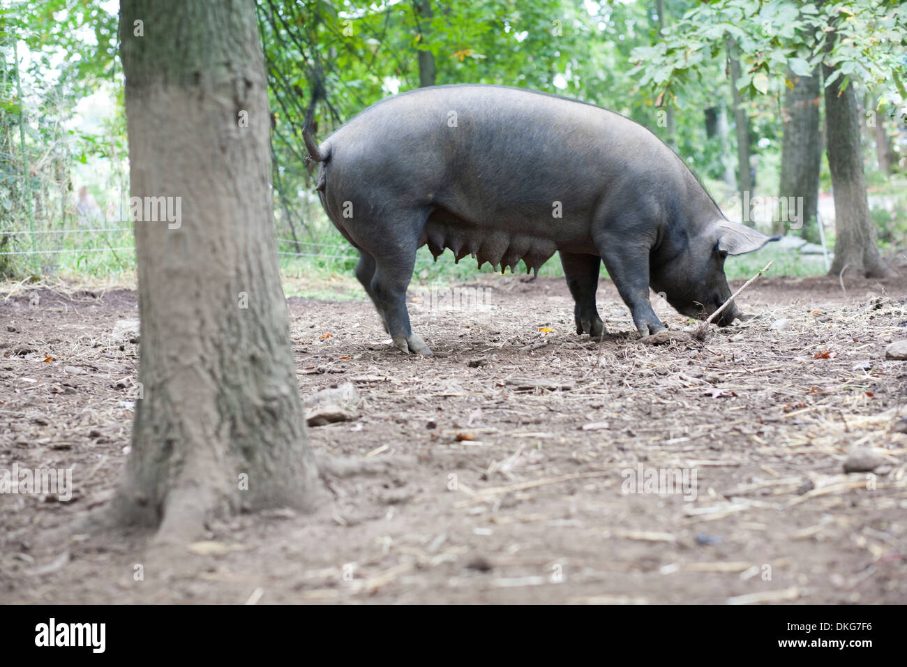 Lactating pig hi-res stock photography and images - Alamy