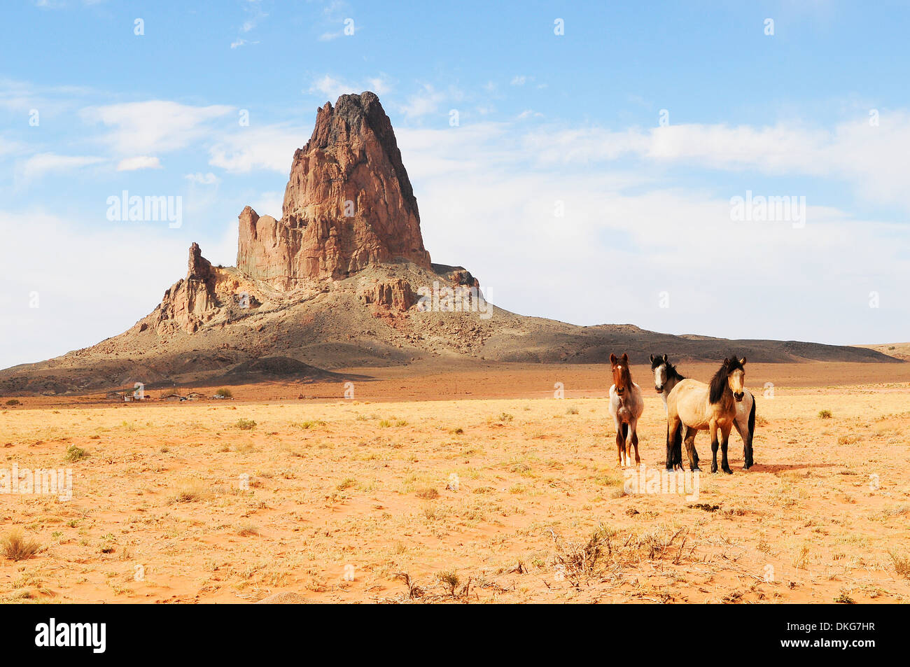 american indian ponies, northern arizona, usa Stock Photo - Alamy