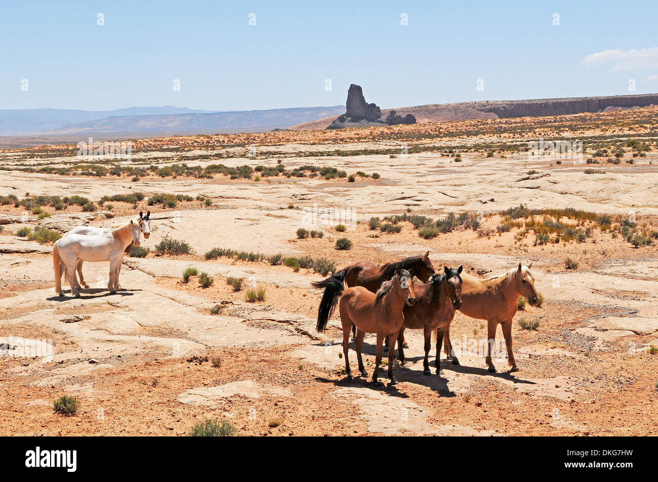 Indian ponies hi-res stock photography and images - Alamy