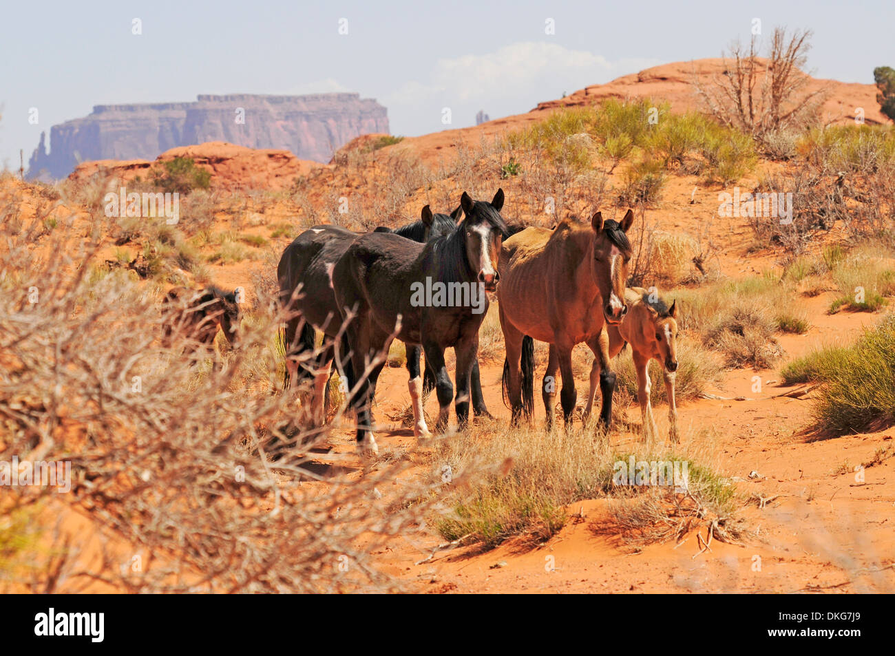 american indian ponies, northern arizona, usa Stock Photo - Alamy