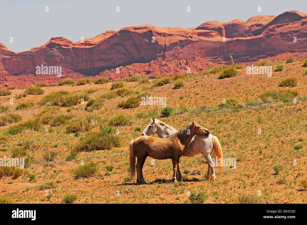 american indian ponies, northern arizona, usa Stock Photo - Alamy