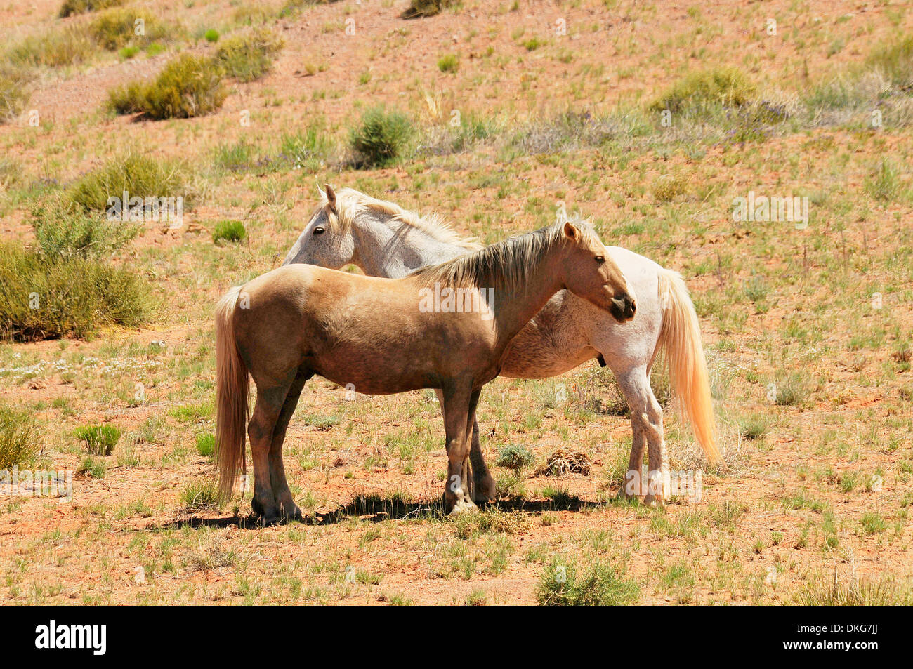 american indian ponies, northern arizona, usa Stock Photo - Alamy