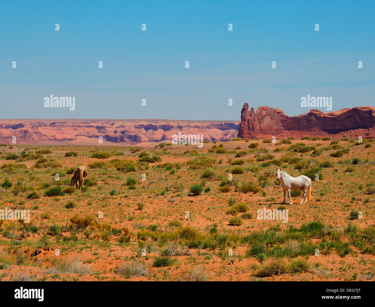 american indian ponies, northern arizona, usa Stock Photo - Alamy