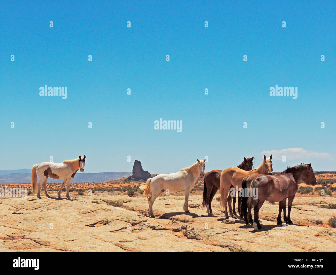american indian ponies, northern arizona, usa Stock Photo - Alamy