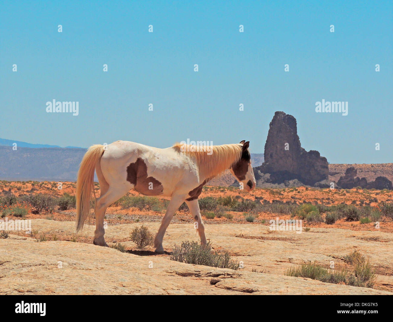 American indian horse equus ferus hi-res stock photography and images ...