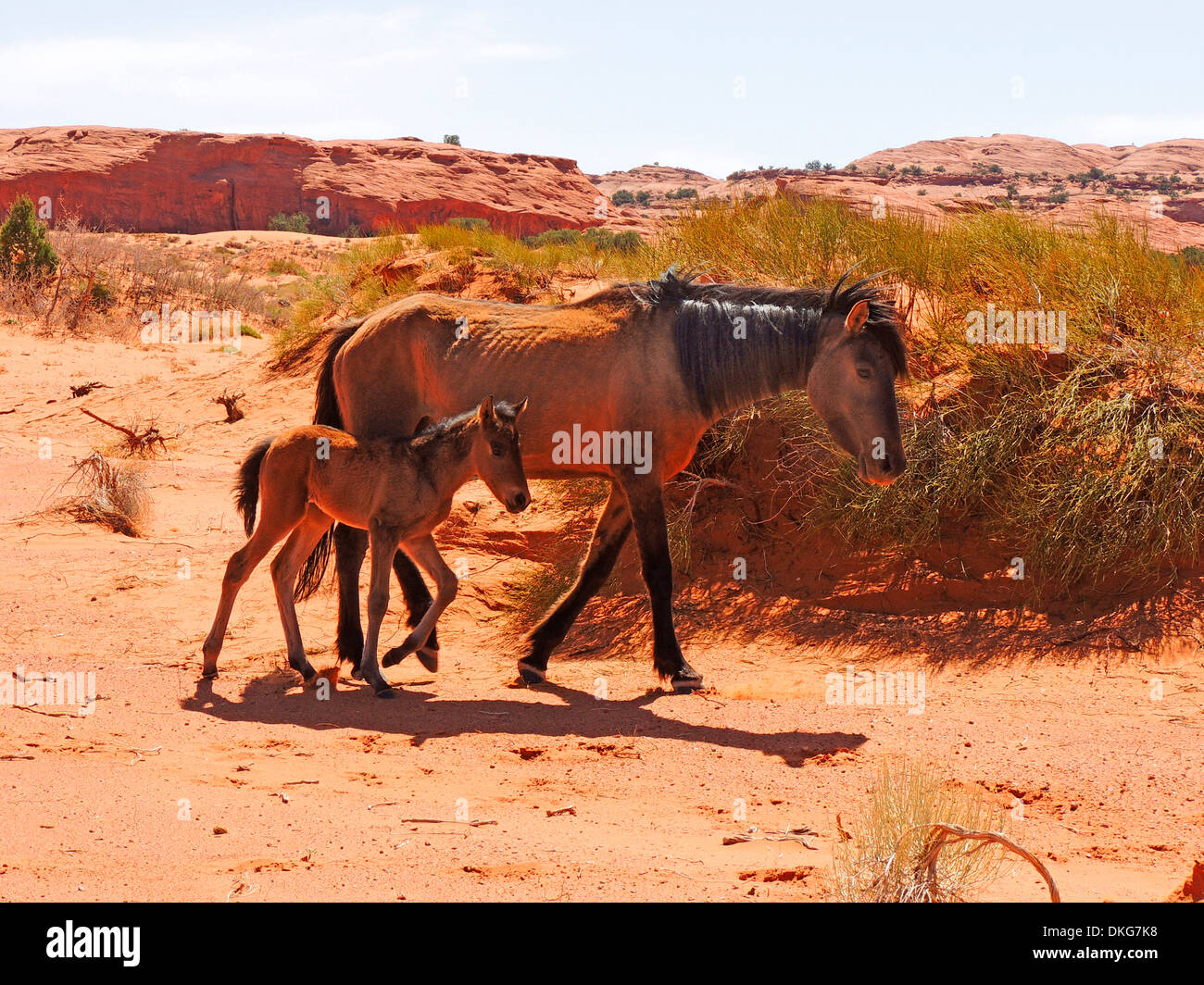 american indian ponies, northern arizona, usa Stock Photo - Alamy