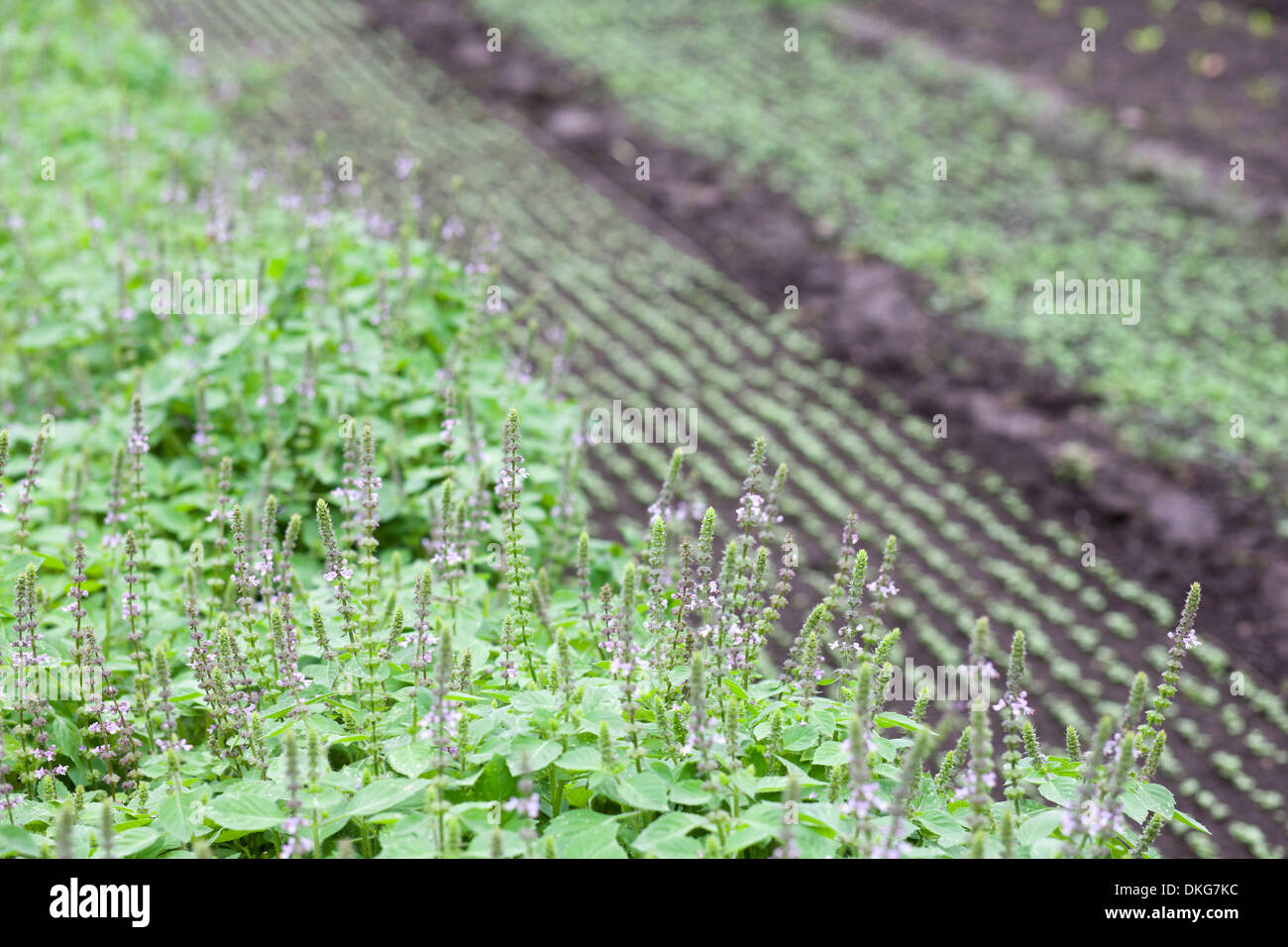 Crops growing on farm Stock Photo - Alamy