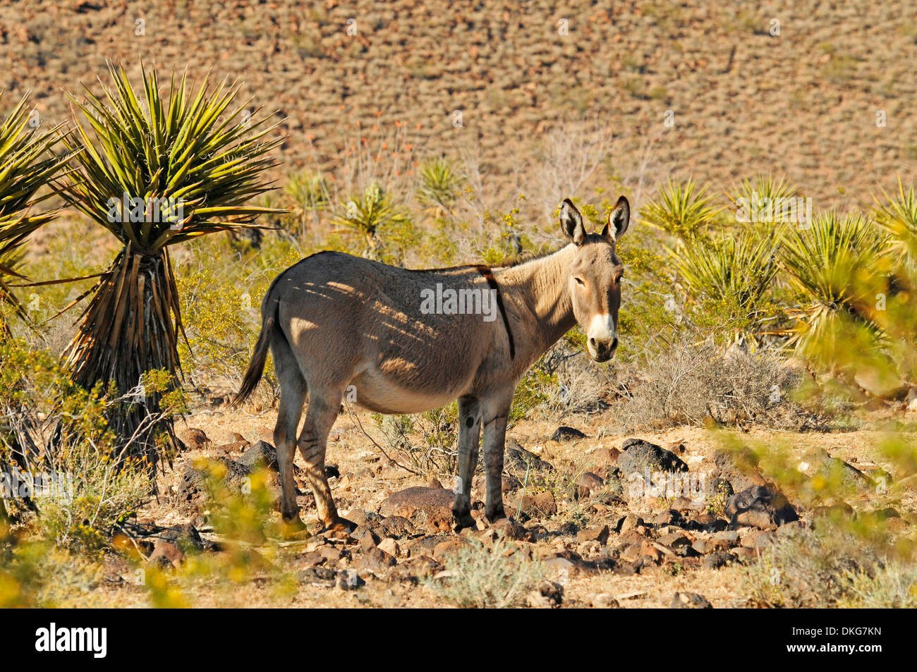donkey, equus asinus asinus, black mountains, arizona, usa Stock Photo ...