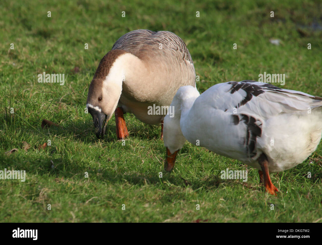 Swan eats grass hi-res stock photography and images - Alamy
