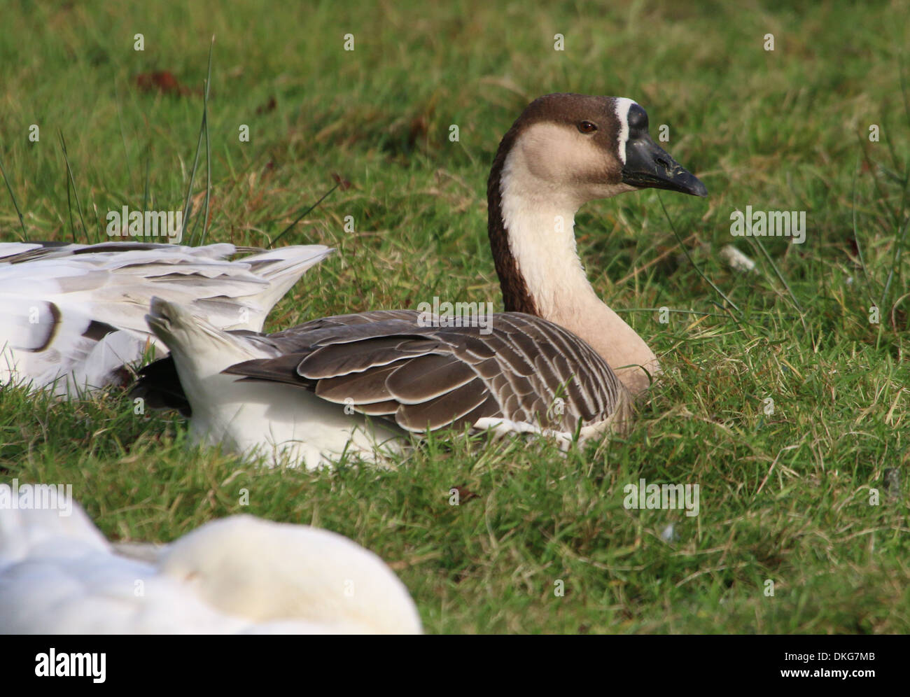 Swan Goose or Chinese goose (Anser cygnoides) close-up, foraging in a ...