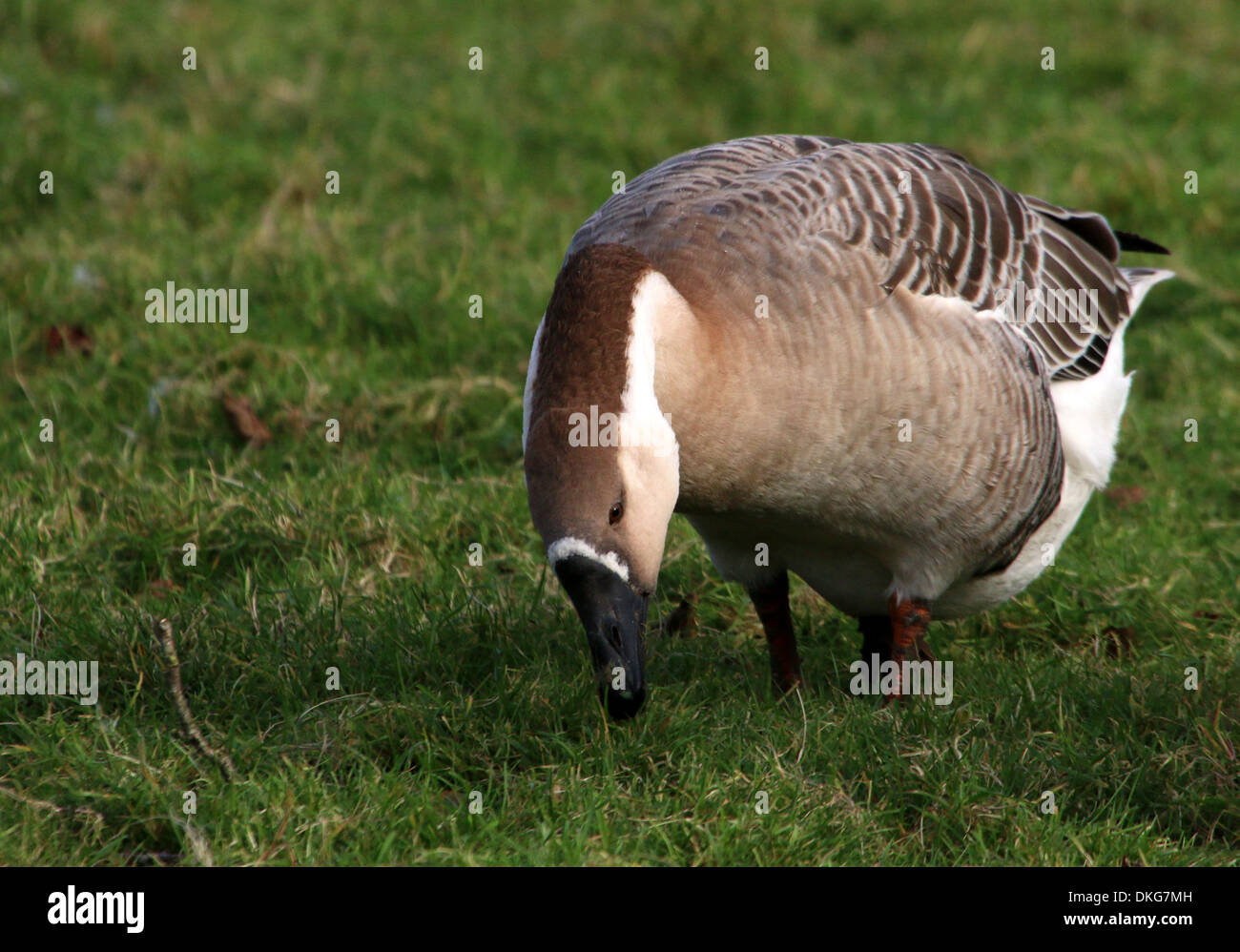Swan Goose or Chinese goose (Anser cygnoides) close-up, foraging in a ...