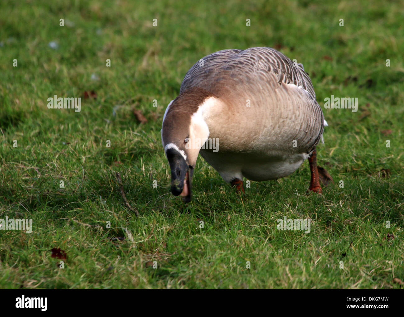 Swan Goose or Chinese goose (Anser cygnoides) close-up, foraging in a ...
