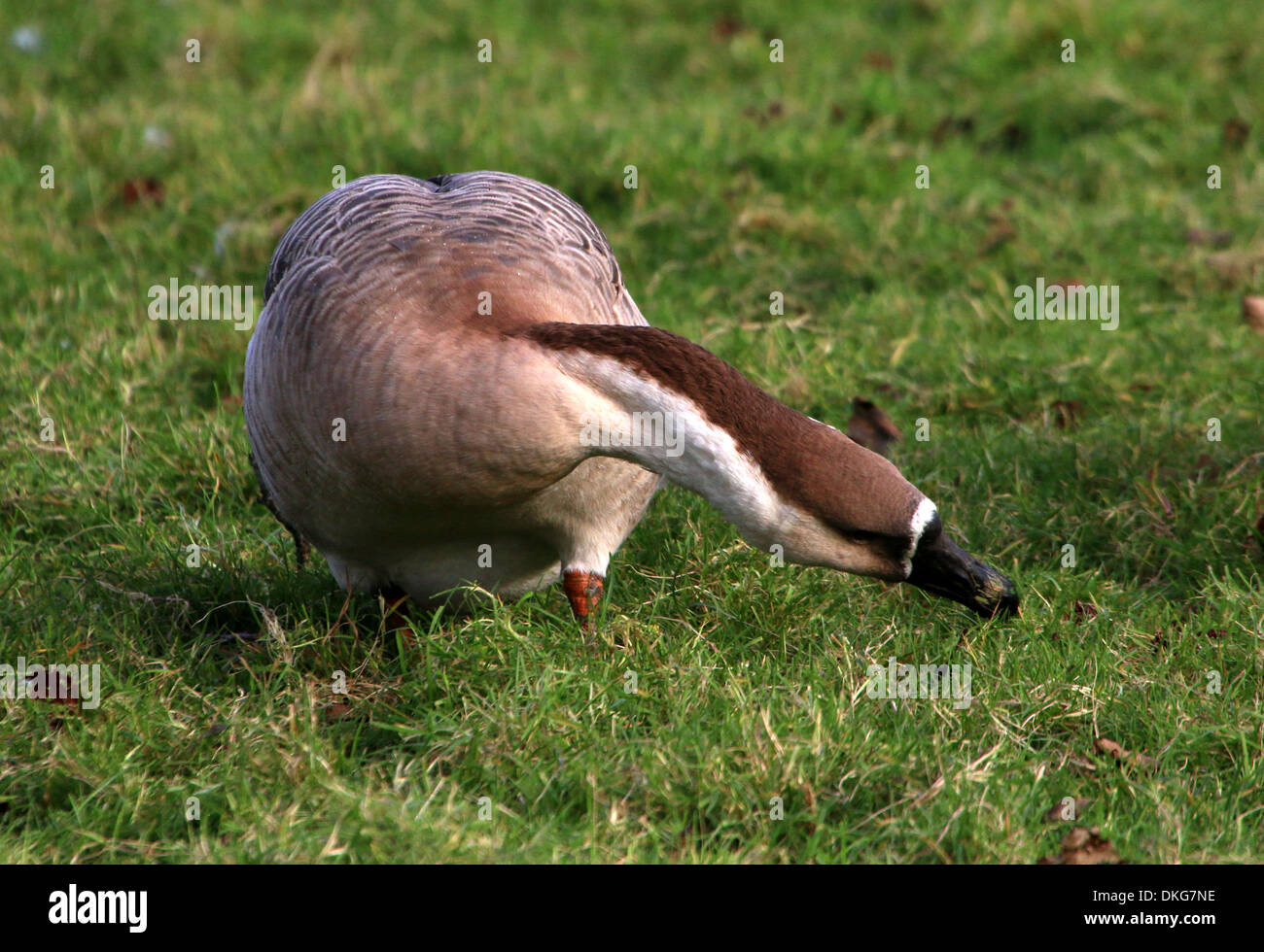 Swan Goose or Chinese goose (Anser cygnoides) close-up, foraging in a ...