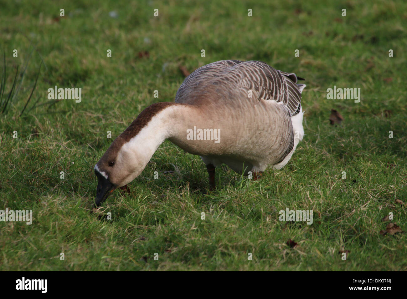 Schwanengans anser cygnoides hi-res stock photography and images - Alamy