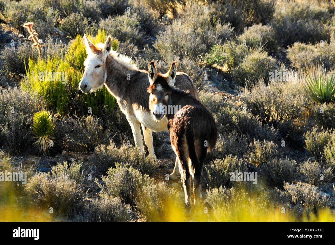 donkey, equus asinus asinus, spring mountains, nevada, usa Stock Photo ...