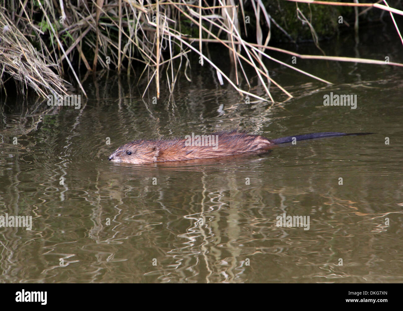 Close-up of a Muskrat (Ondatra zibethicus) swimming Stock Photo - Alamy