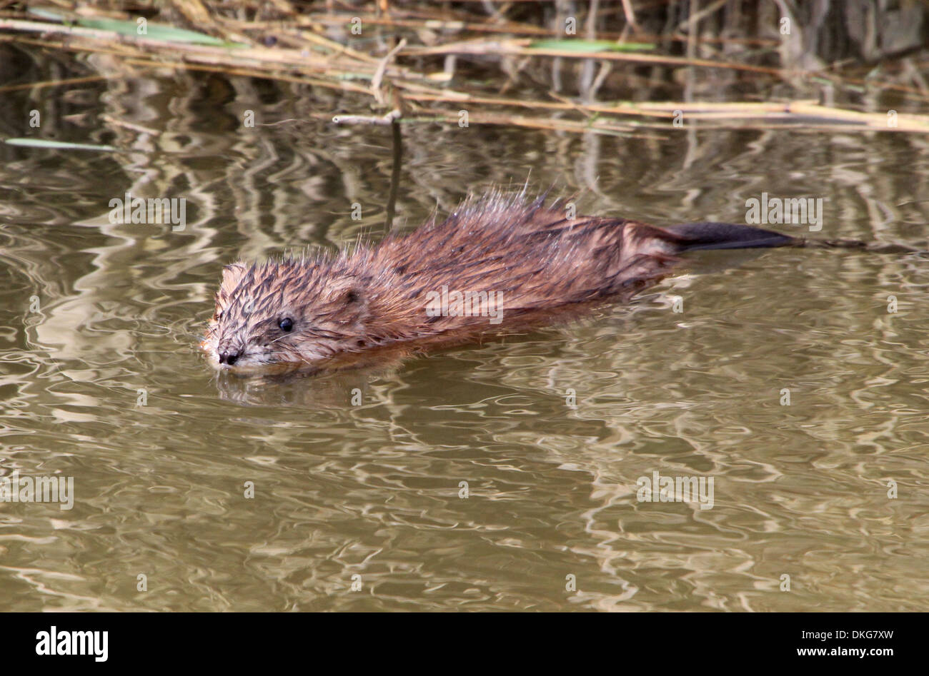 Close-up of a Muskrat (Ondatra zibethicus) swimming Stock Photo - Alamy