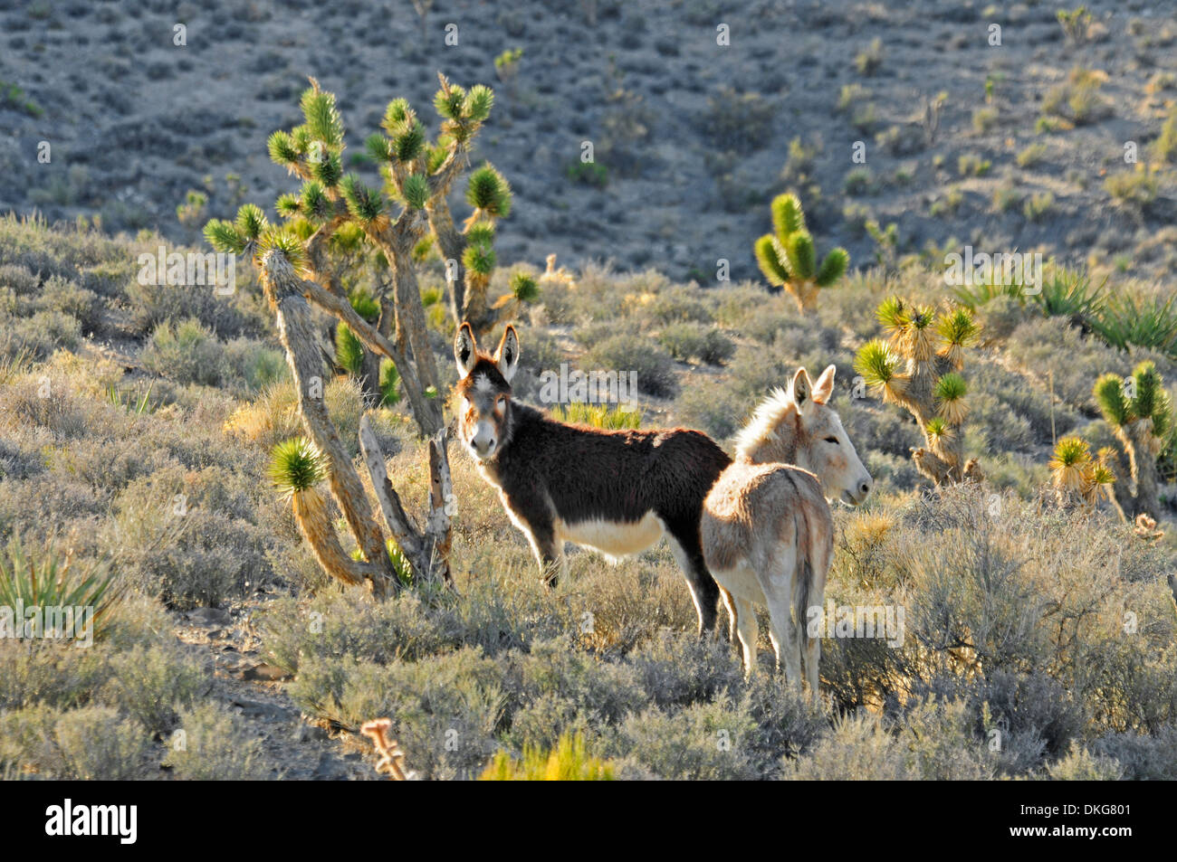 donkey, equus asinus asinus, spring mountains, nevada, usa Stock Photo ...