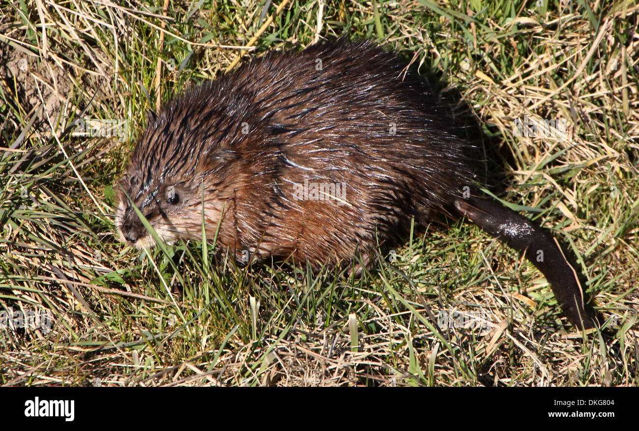 Invasive in parts of north america hi-res stock photography and images ...