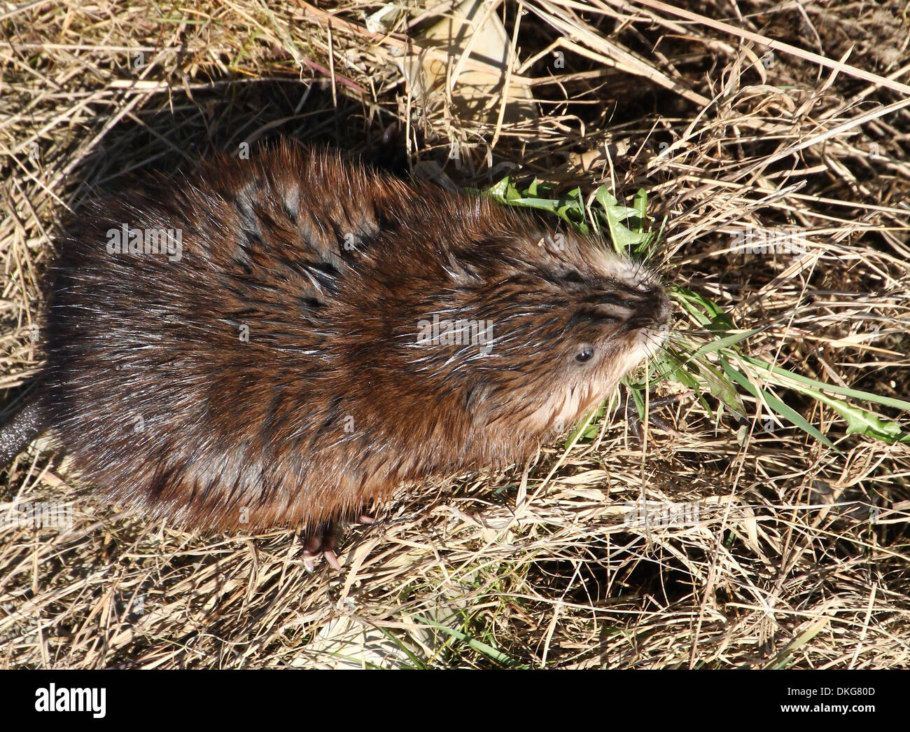 Muskusrat hi-res stock photography and images - Alamy