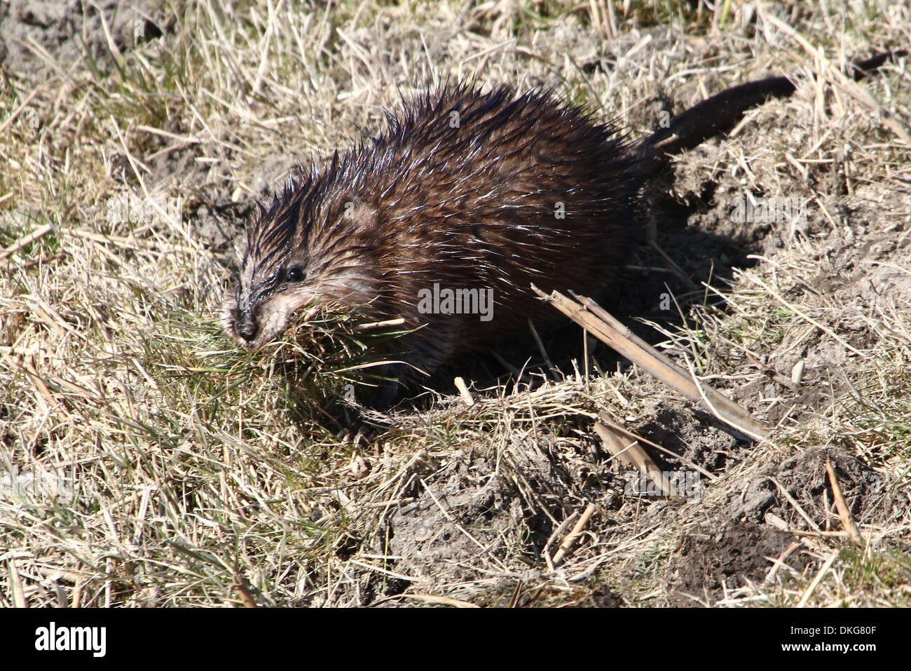 Close-up of a Muskrat (Ondatra zibethicus) walking on land with ...