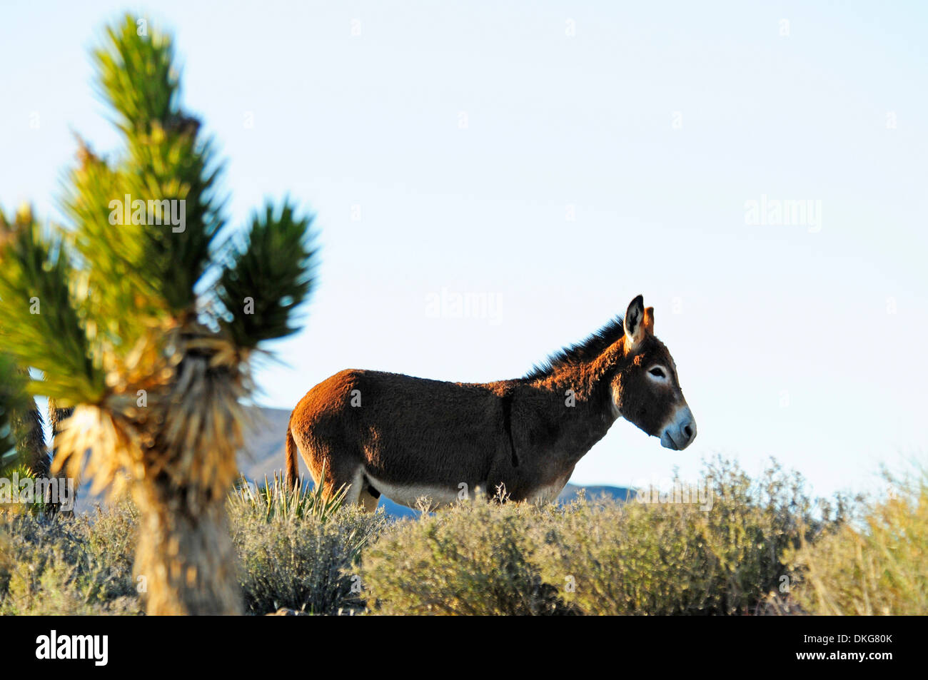 donkey, equus asinus asinus, spring mountains, nevada, usa Stock Photo ...